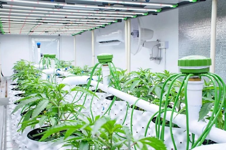 Best Hydroponic Nutrients for Cannabis: Ranked Guide for Serious Growers