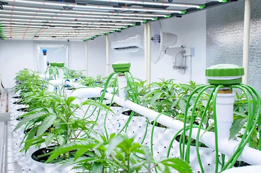 Best Hydroponic Nutrients for Cannabis: Ranked Guide for Serious Growers